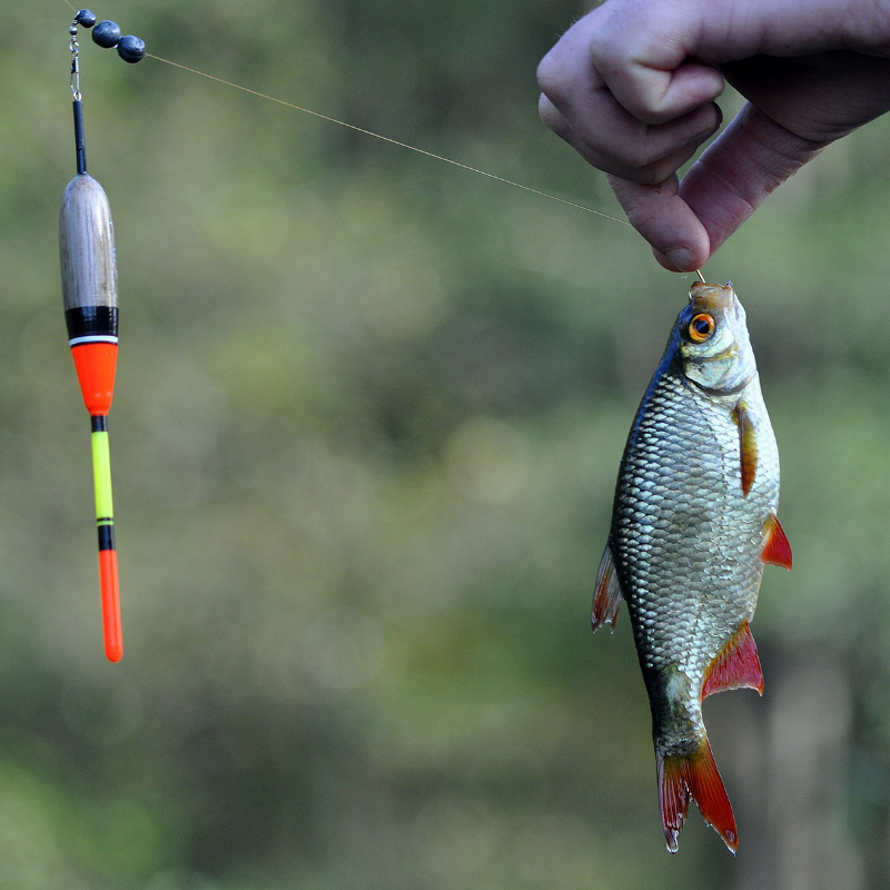 Prodavnica ribolovačke opreme - Kaugler - Uhvati najbolje!